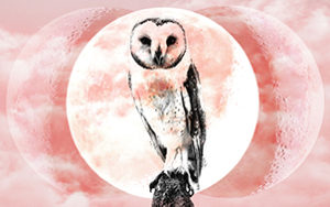 Simbolismo del búho: el significado y la importancia espiritual ocultos ...